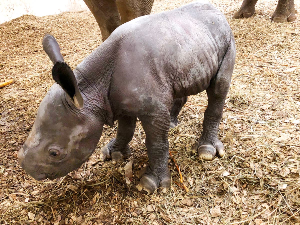 Baby Rhino Born At Cleveland Zoo | Cleveland, OH Patch