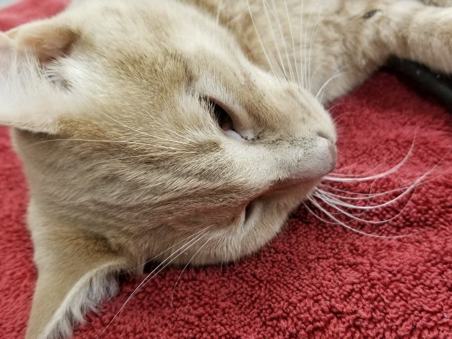 Cat Dies After Being Shot With Arrow In West Philadelphia ...