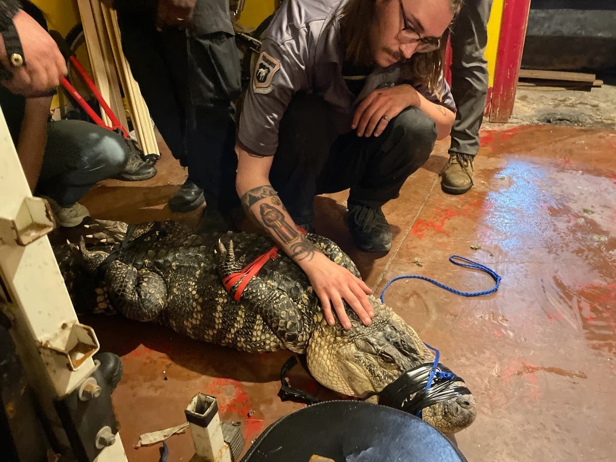 8-Foot Alligator Removed From Philadelphia Home Monday | Philadelphia ...