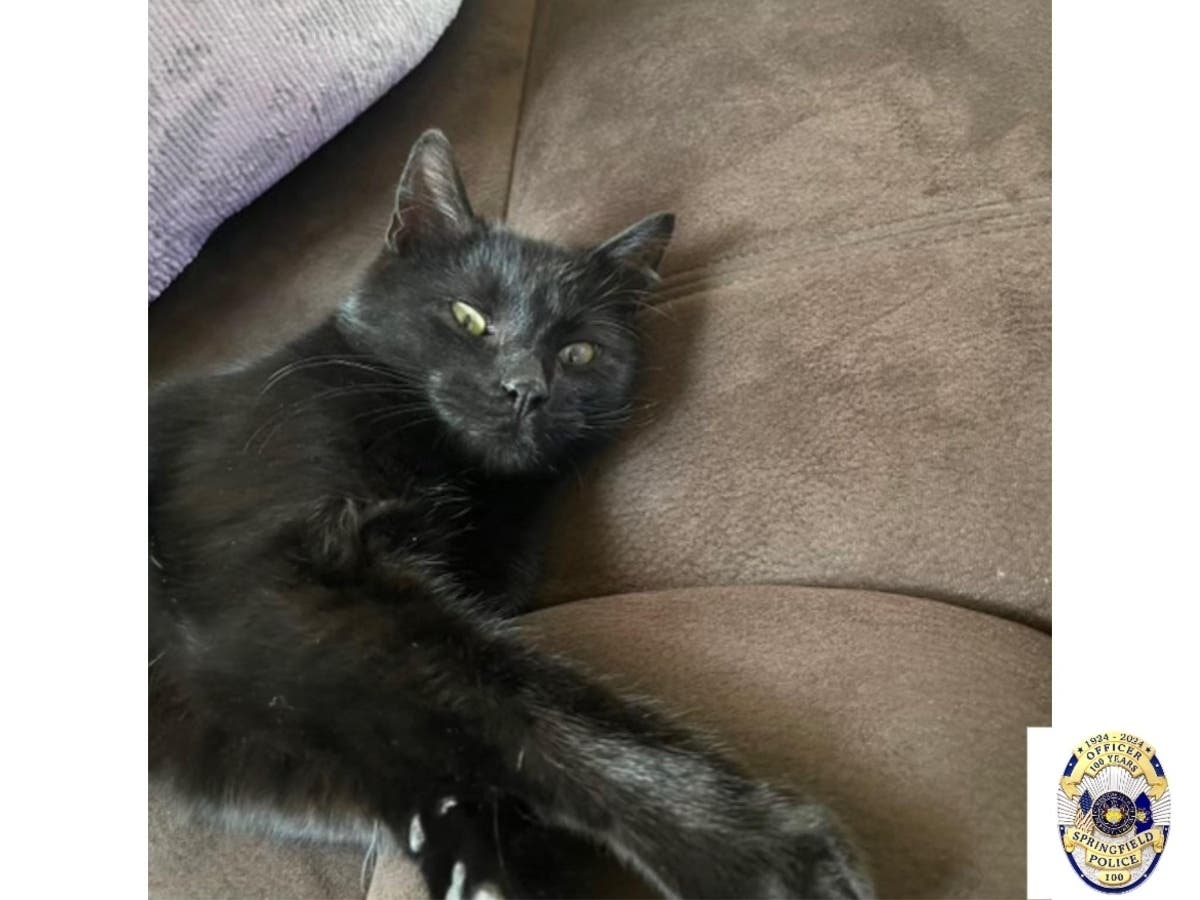 Cat Stolen In Springfield Township: Police | Springfield, PA Patch