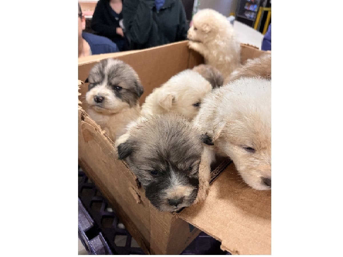 Puppies Abandoned In Main Line Park: Pennsylvania SPCA | Ardmore, PA Patch