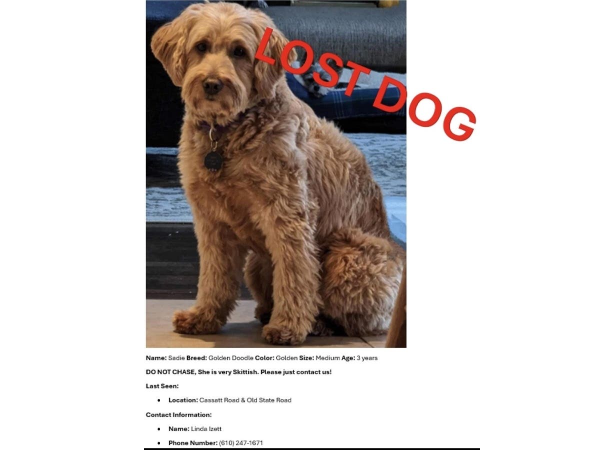Dog Missing In Tredyffrin Area Found: Police | Tredyffrin, PA Patch