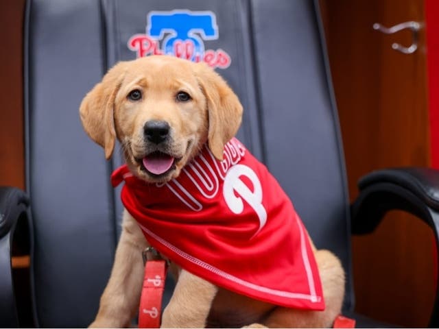 Meet Tugger, The Phillies' New Service Pup In Training | Philadelphia ...