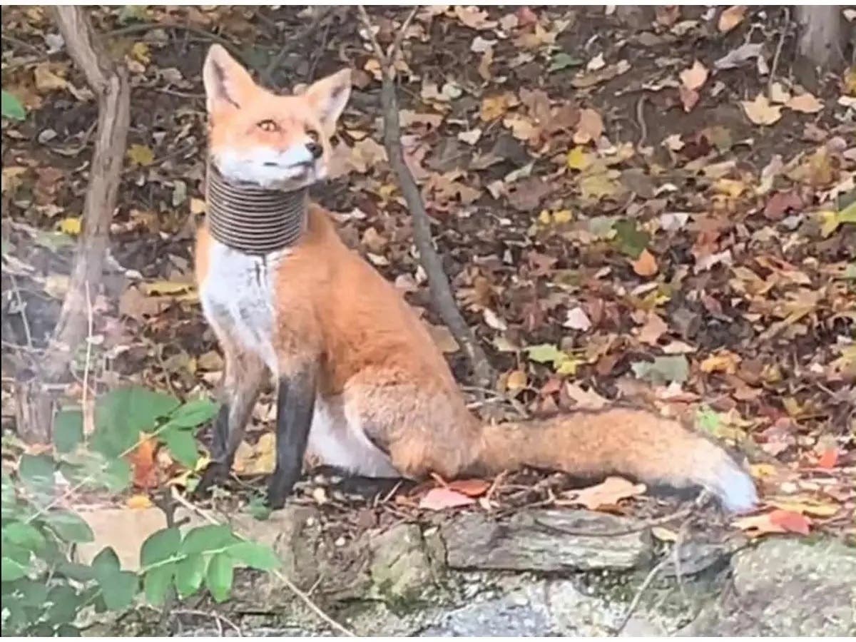 Fox With Piping Stuck On Neck Captured, Treated, Released In Broomall ...