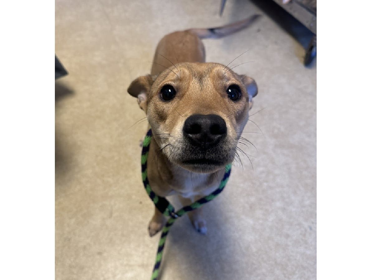Puppy Left In Cardboard Box Adopted: Pennsylvania SPCA | Philadelphia ...
