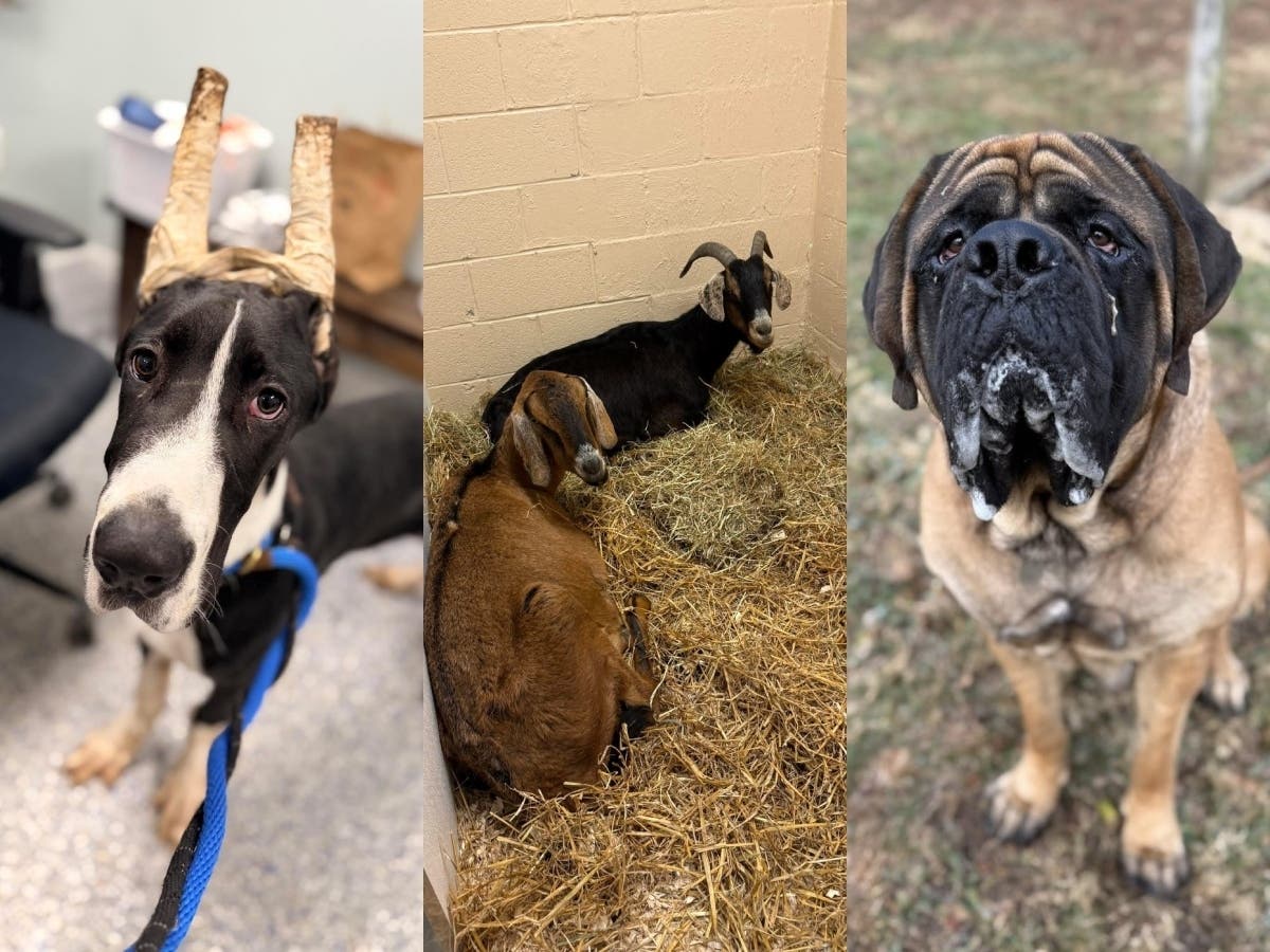 Dogs, Goats, Cats Taken From PA Breeder: Pennsylvania SPCA ...