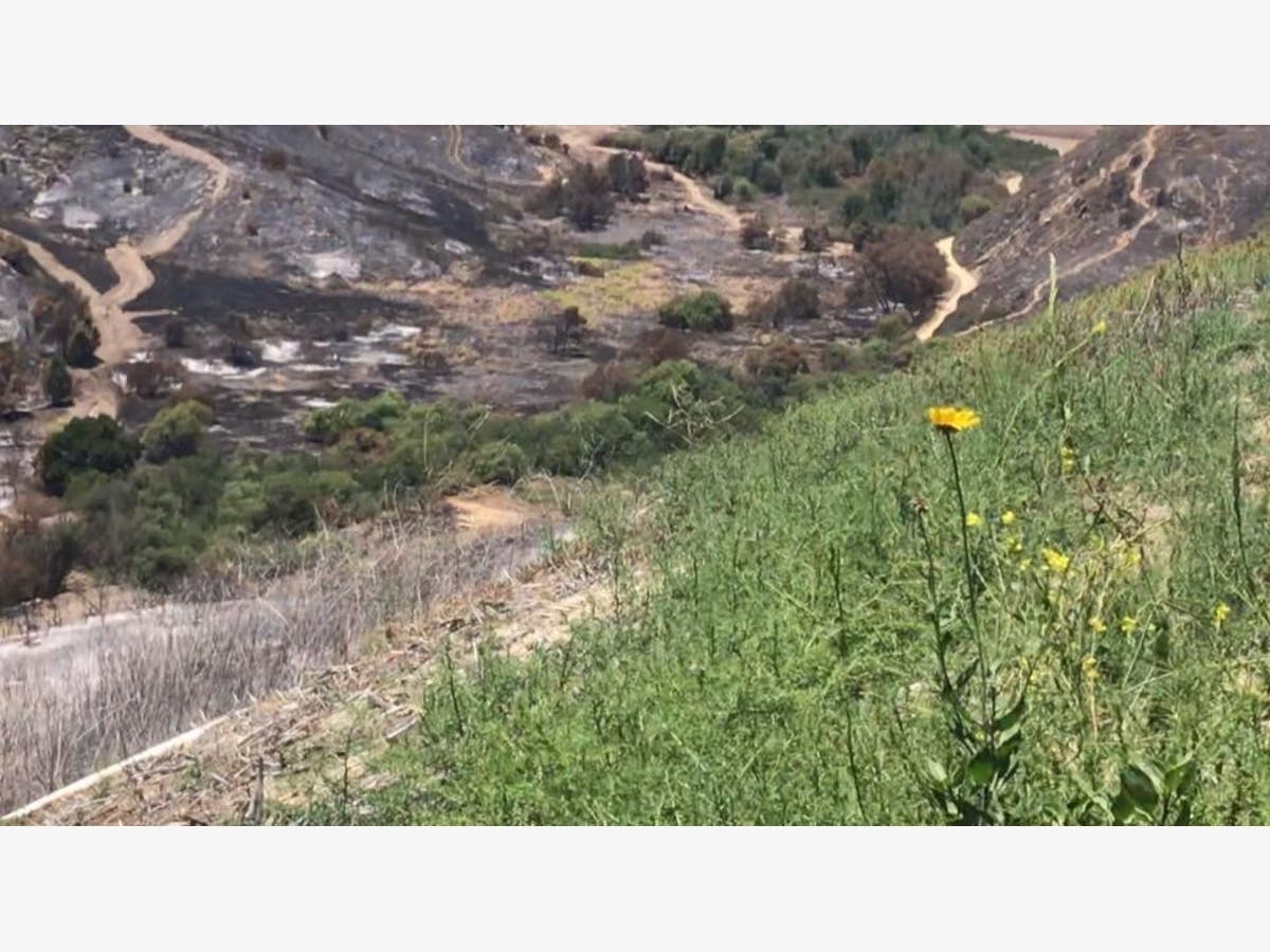 Aliso Fire Aftermath: Wilderness Park Reopens 7 am, OC Parks Says ...