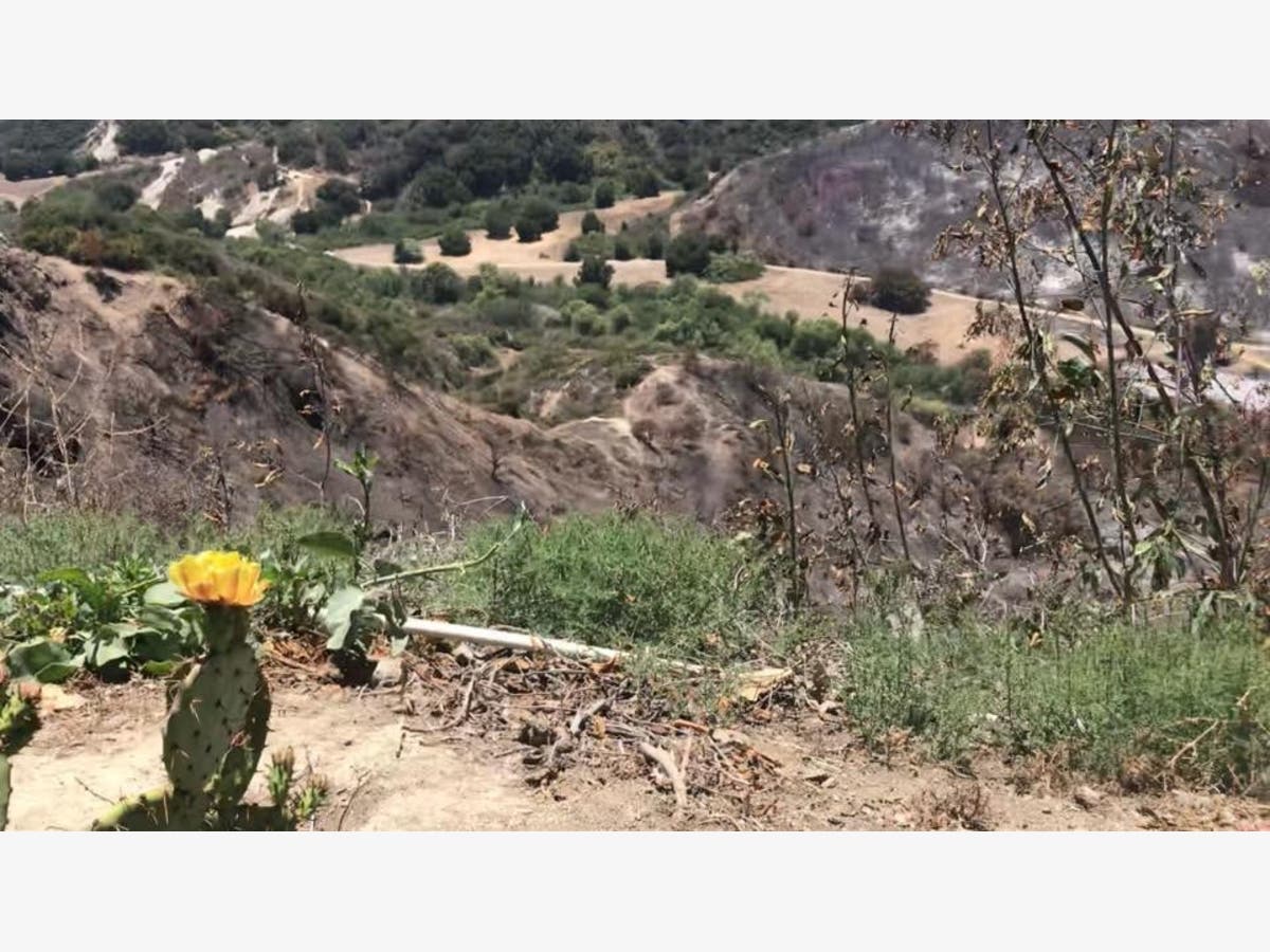 Aliso Fire Aftermath: Wilderness Park Reopens 7 am, OC Parks Says ...