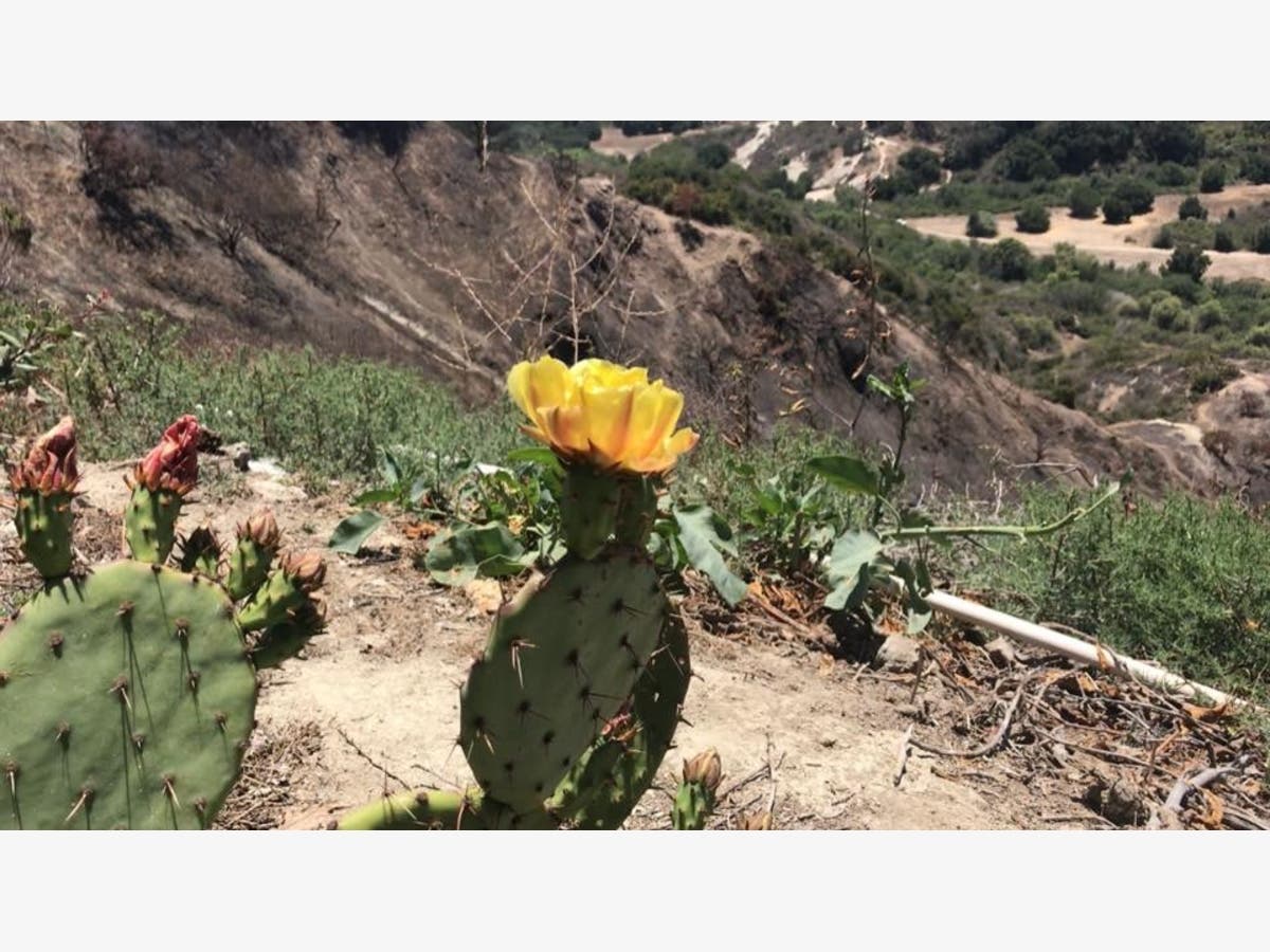 Aliso Fire Aftermath: Wilderness Park Reopens 7 am, OC Parks Says ...