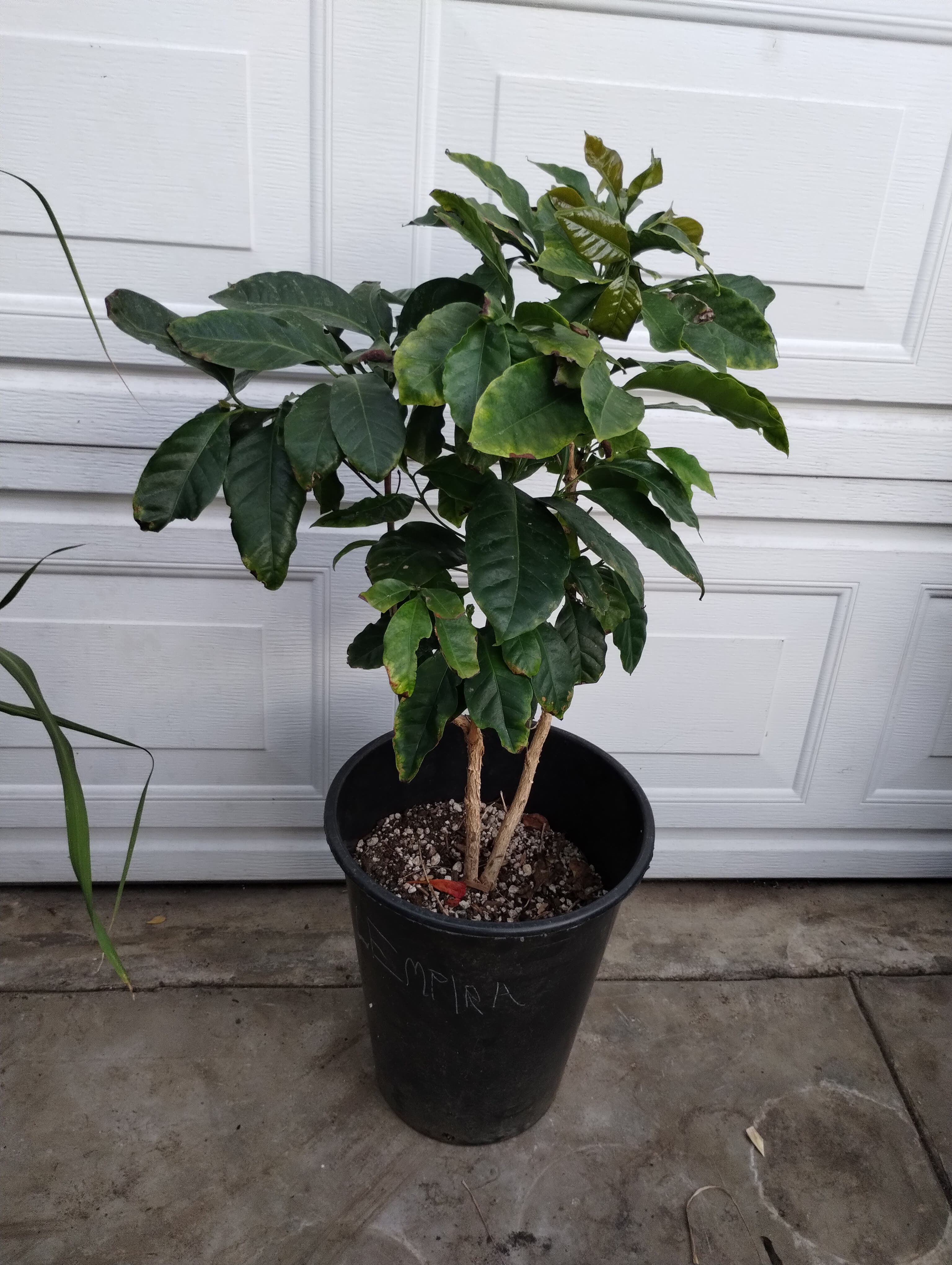 Coffee tree in 3 gallon pot multiple varieties available. - Lake Forest ...