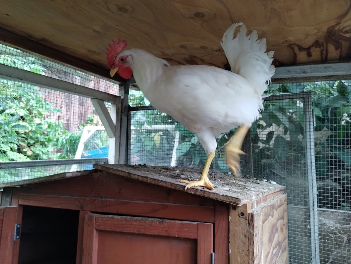 Backyard Chicken Class - Information on raising chickens and what to ...