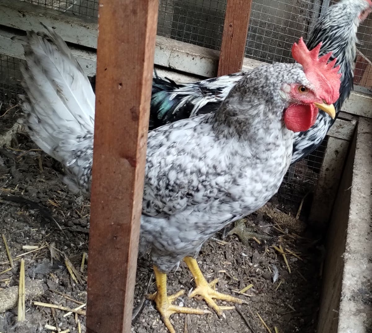 Backyard Chicken Class - Information on raising chickens and what to ...