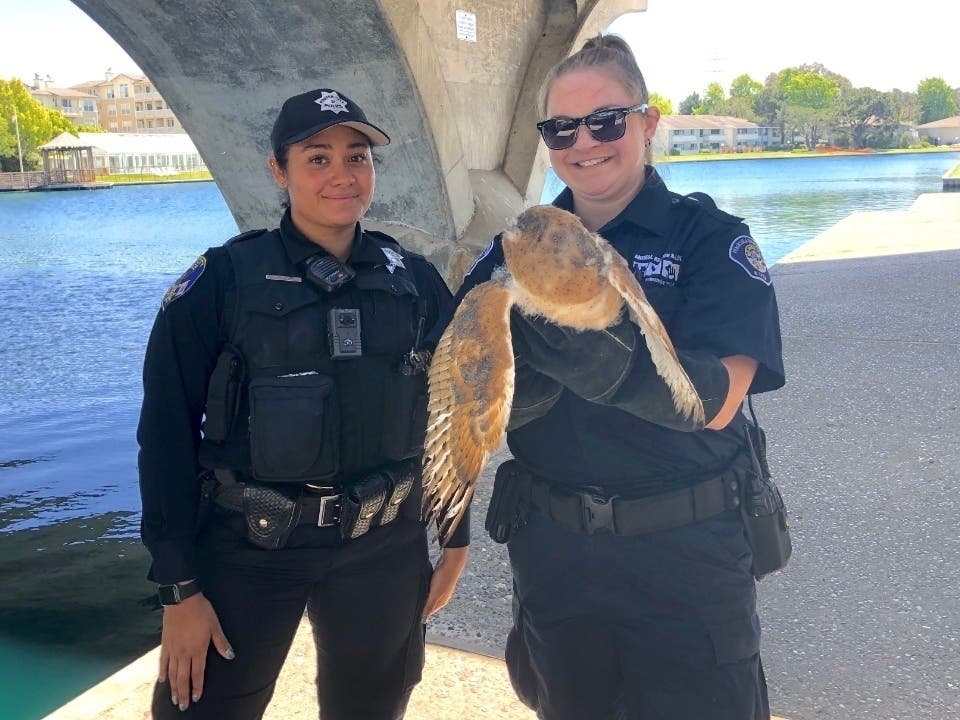 Trapped Barn Owl Rescued From Under Foster City Bridge | Foster City ...