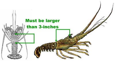 Spiny Lobster Mini Season Set To Begin In Florida | Pinecrest, FL Patch