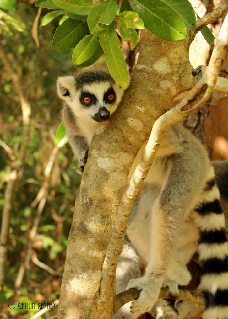 Leaping Lemurs: Florida Group Helps Assure Survival Of Primates ...