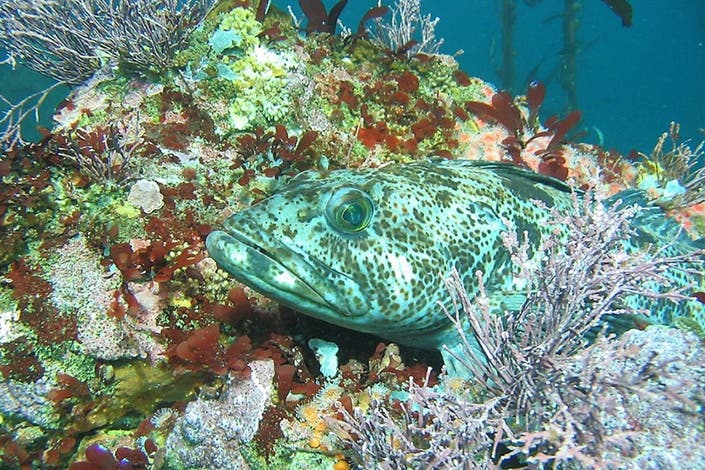 Swimming In Puget Sound? Here's What Lives Beneath The Water | Across ...