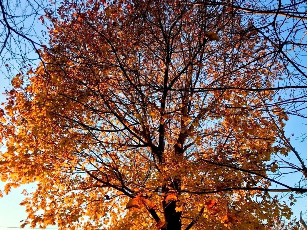 Worcester To Mark Arbor Day 2024 With 300 Tree Plantings | Worcester ...