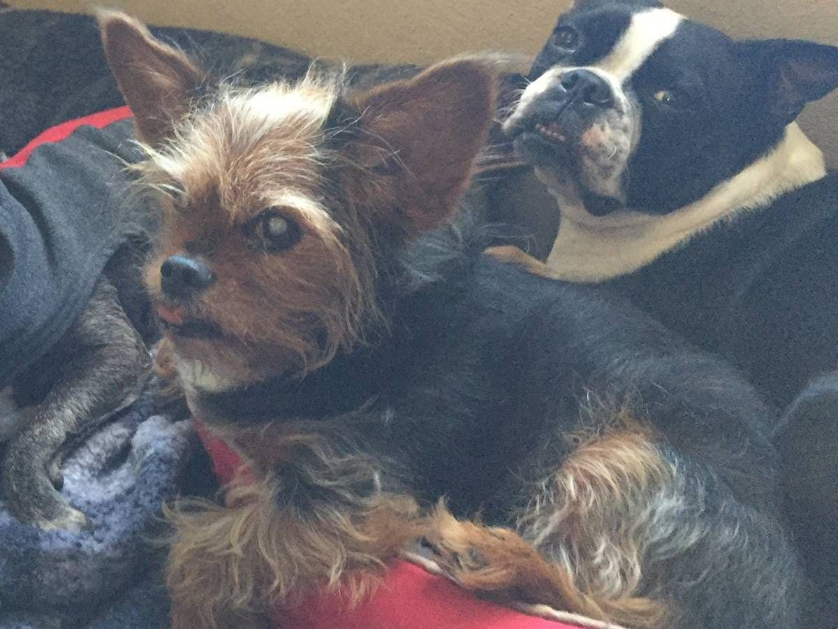 Lost Dog - Senior Yorkie Mix Blind - Gizmo - LOST ON KITTIWAKE LANE 11 ...