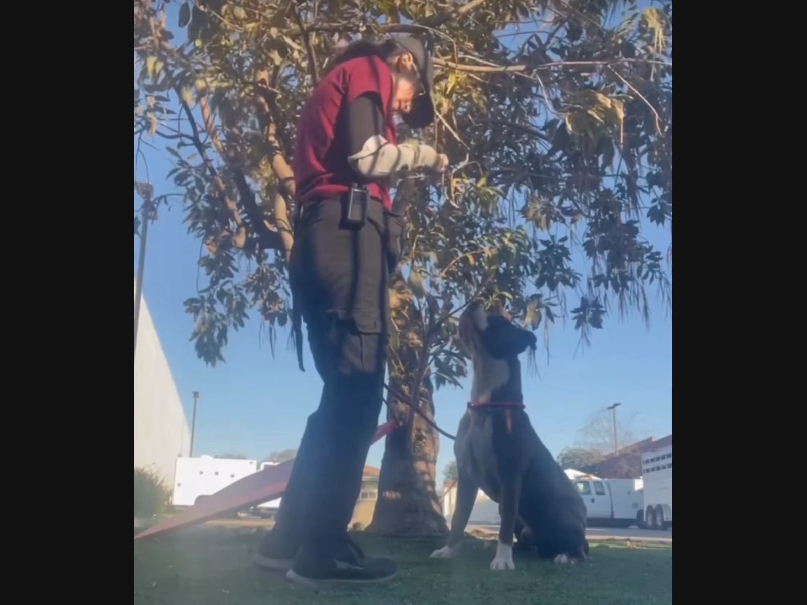 Urgent To Save Their Lives: Beautiful Dogs at Carson/Gardena Animal ...