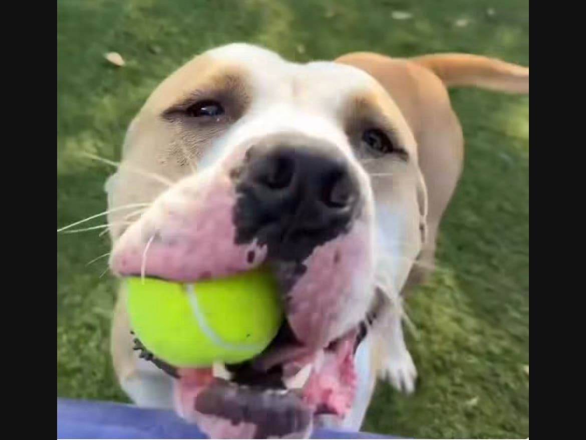 Urgent To Save Their Lives: Beautiful Dogs at Carson/Gardena Animal ...