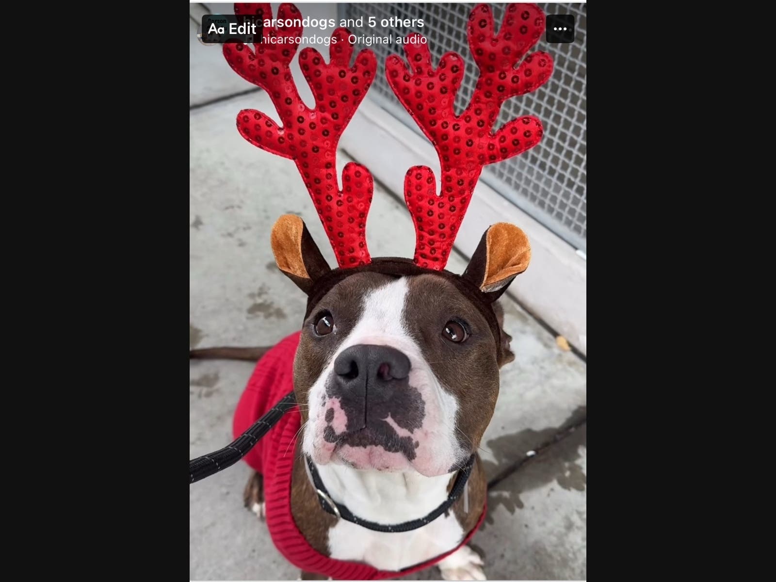 Urgent To Save Their Lives: Beautiful Dogs at Carson/Gardena Animal ...