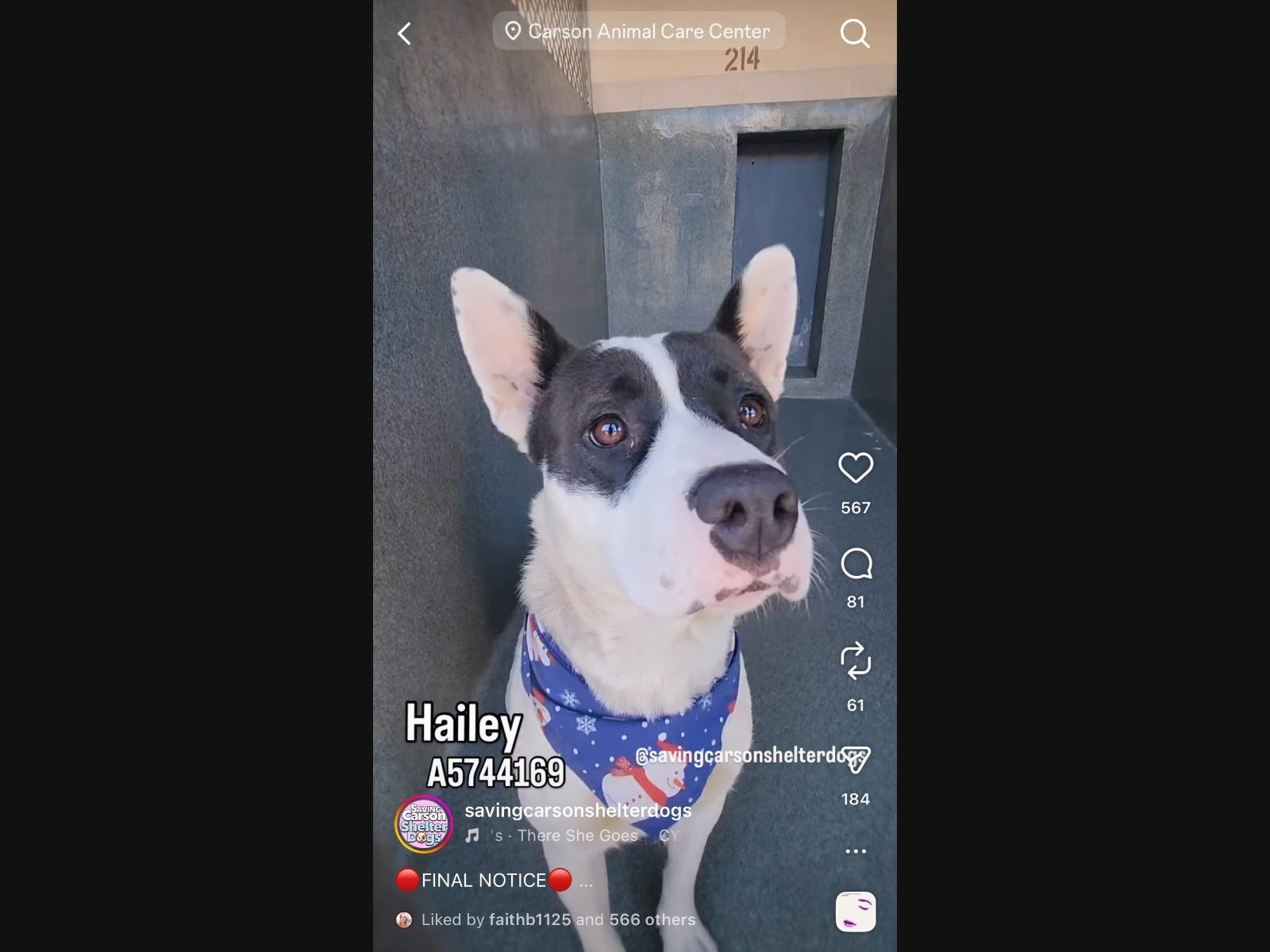 Amazing Dogs at Carson Animal Shelter Urgently in Need of Loving Homes ...