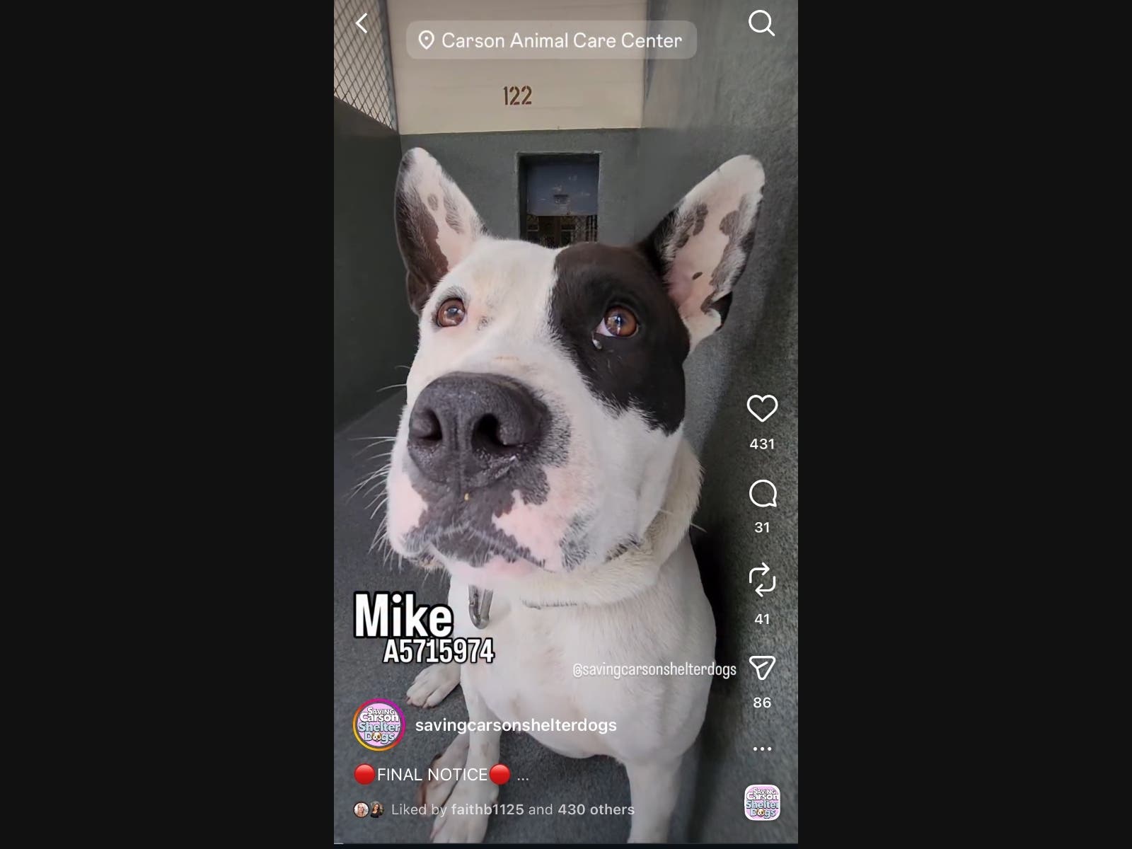 Amazing Dogs at Carson Animal Shelter Urgently in Need of Loving Homes ...