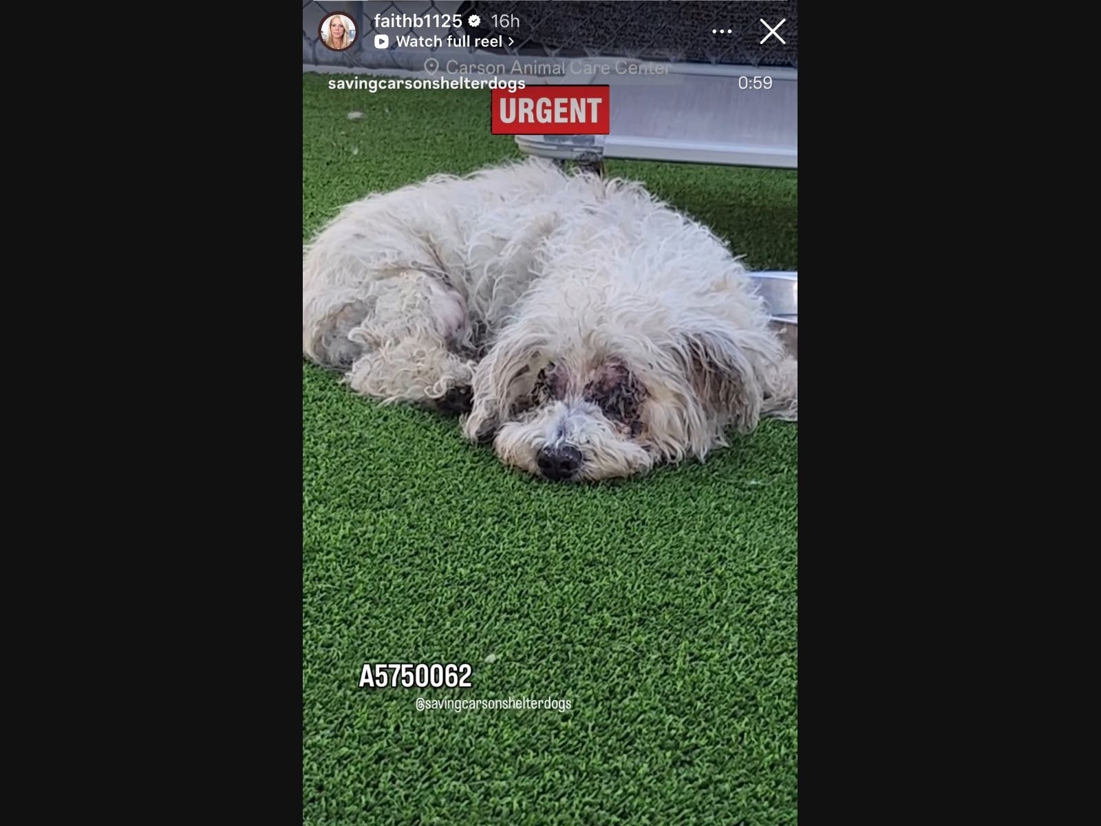 Amazing Dogs at Carson Animal Shelter Urgently in Need of Loving Homes ...