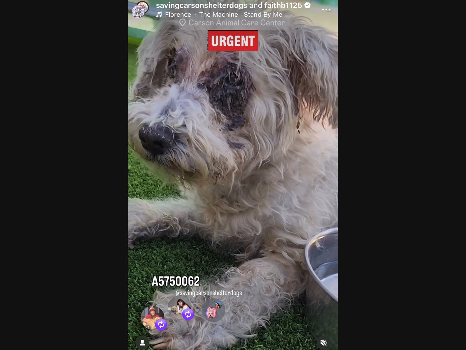 Amazing Dogs at Carson Animal Shelter Urgently in Need of Loving Homes ...