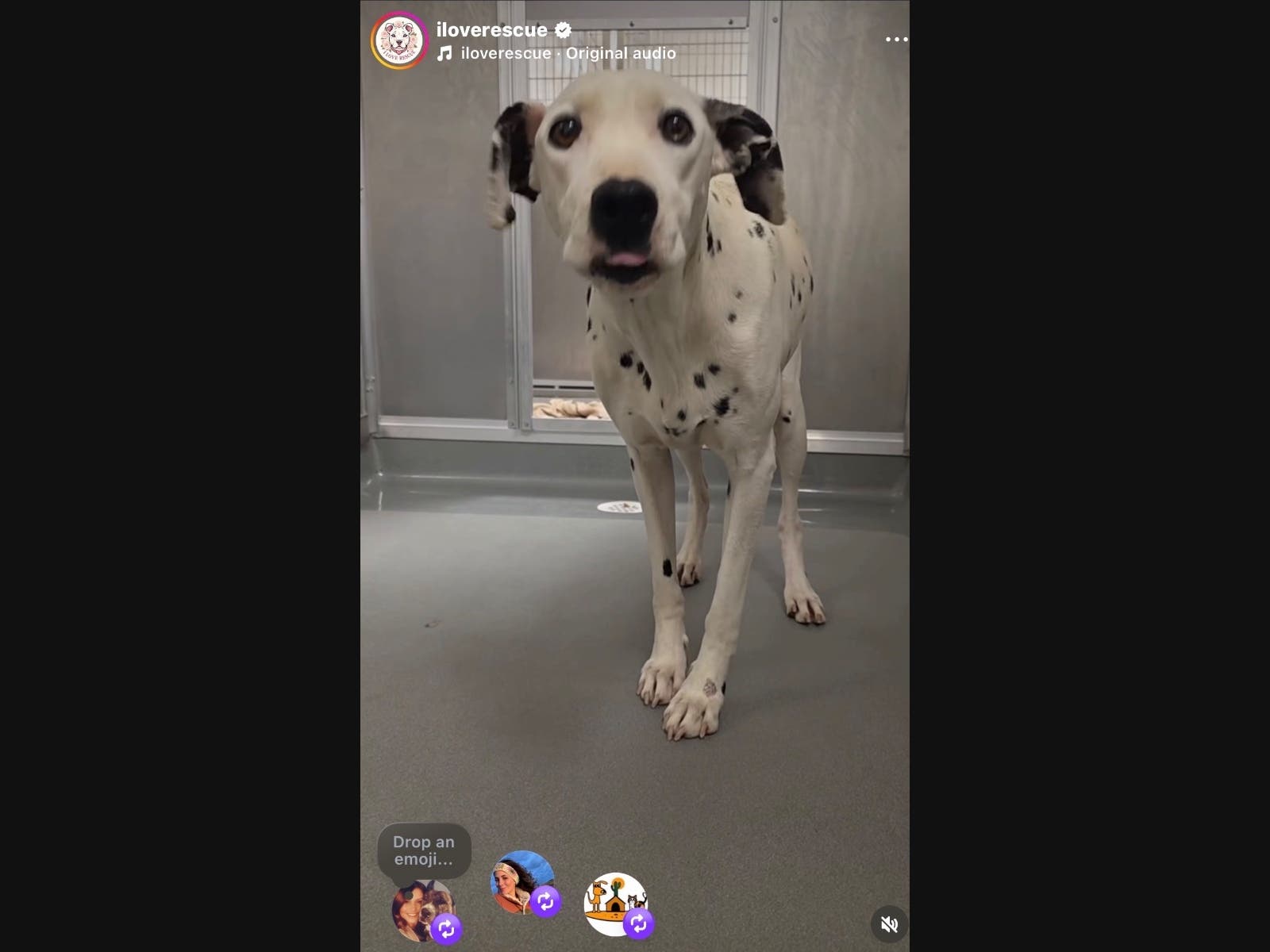 Beautiful dogs at Arc Inland Animal Shelter in Need of Fosters and ...