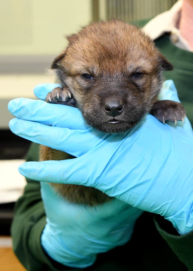 Mexican Gray Wolf Pups Born at Brookfield Zoo | La Grange, IL Patch