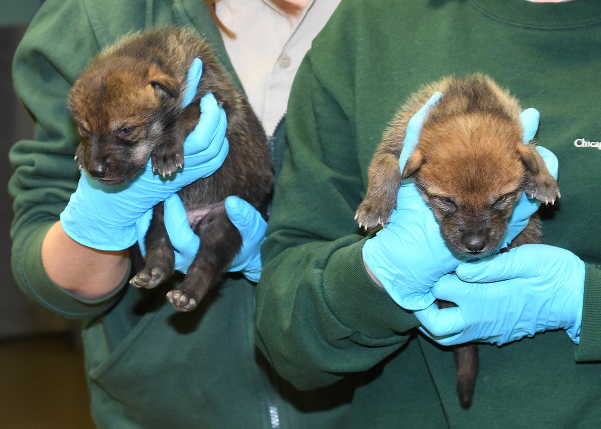 Mexican Gray Wolf Pups Born at Brookfield Zoo | La Grange, IL Patch