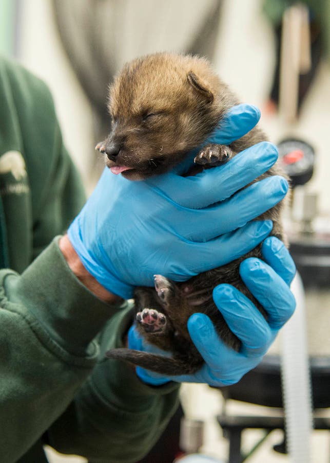 Mexican Gray Wolf Pups Born at Brookfield Zoo | La Grange, IL Patch