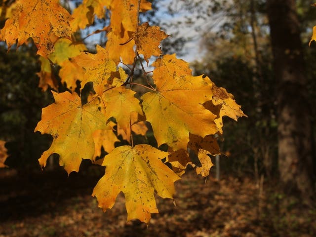2022 Fall Foliage Peak Map: Best Time To See Leaves In Illinois ...