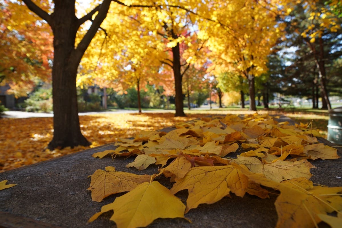 Free Leaf Drop Off Event Nov 18 In Wilsonville Wilsonville OR Patch Free Leaf Drop Off Event Nov 18 In Wilsonville Wilsonville OR Patch