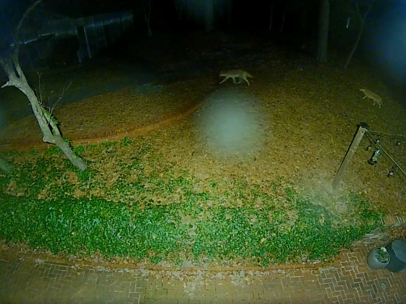 Video: Coyotes Creep Through Fenced Atlanta Back Yard | Atlanta, GA Patch