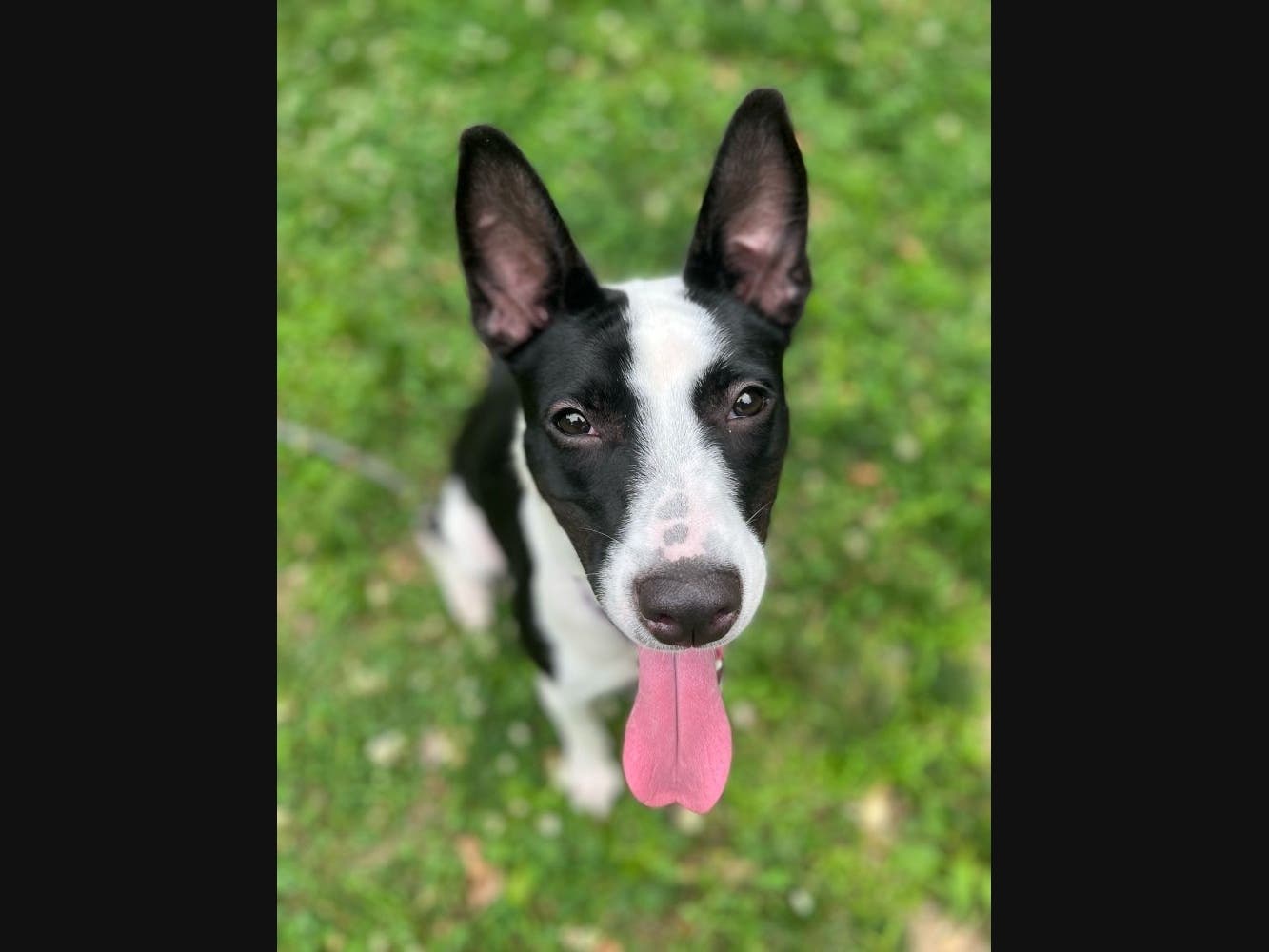 Alexandria Pet Of The Week A Border Collie To Be Your Fitness Partner Alexandria Pet Of The Week A Border Collie To Be Your Fitness Partner