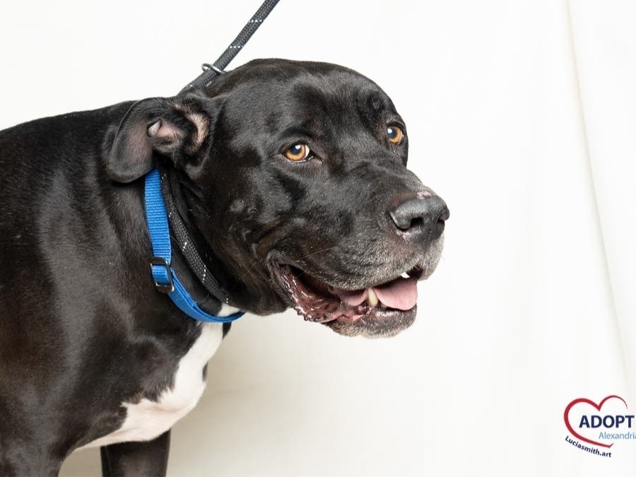 Alexandria Pet Of The Week: Oscar The Gentle Giant | Del Ray, VA Patch