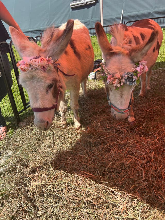 Goats, Donkeys, Alpacas, Sheep: Loudoun Farms Offer Spring Farm Tour ...