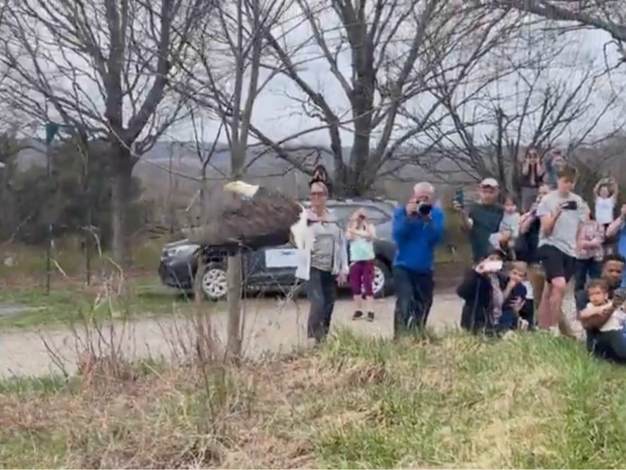 Watch: Bald Eagle Released In Loudoun County After Recovery | Ashburn ...