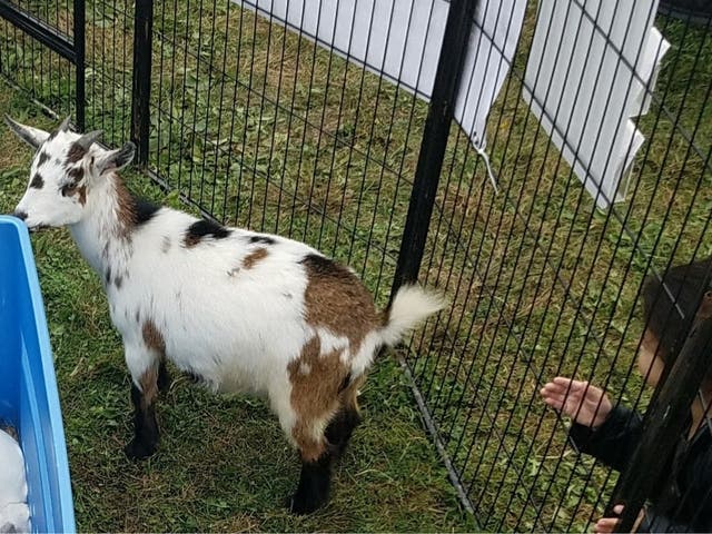 Loudoun County Fair 2025: Schedule, Tickets, Parking | Ashburn, VA Patch