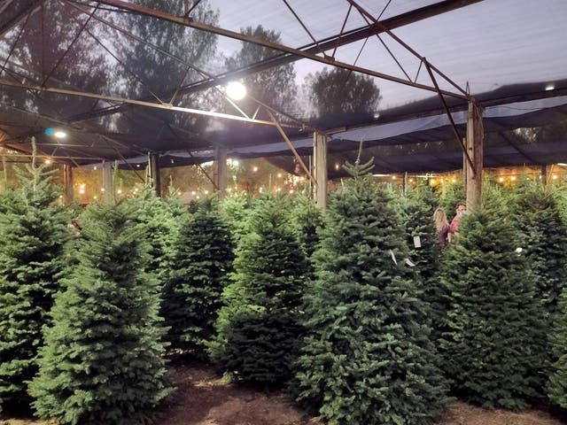 2025 Christmas Tree Guide: Where To Buy A Tree In Ashburn | Ashburn, VA ...