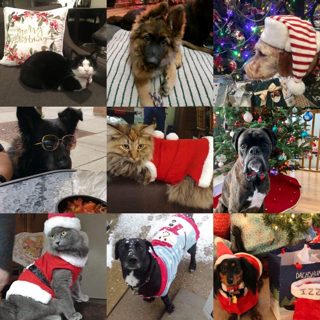 Most Festive Holiday Pet Pics From Illinois Patch Readers | Wheaton, IL ...