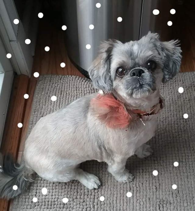 Illinois Readers Share Valentine's Love Letters To Their Pets | Wheaton ...