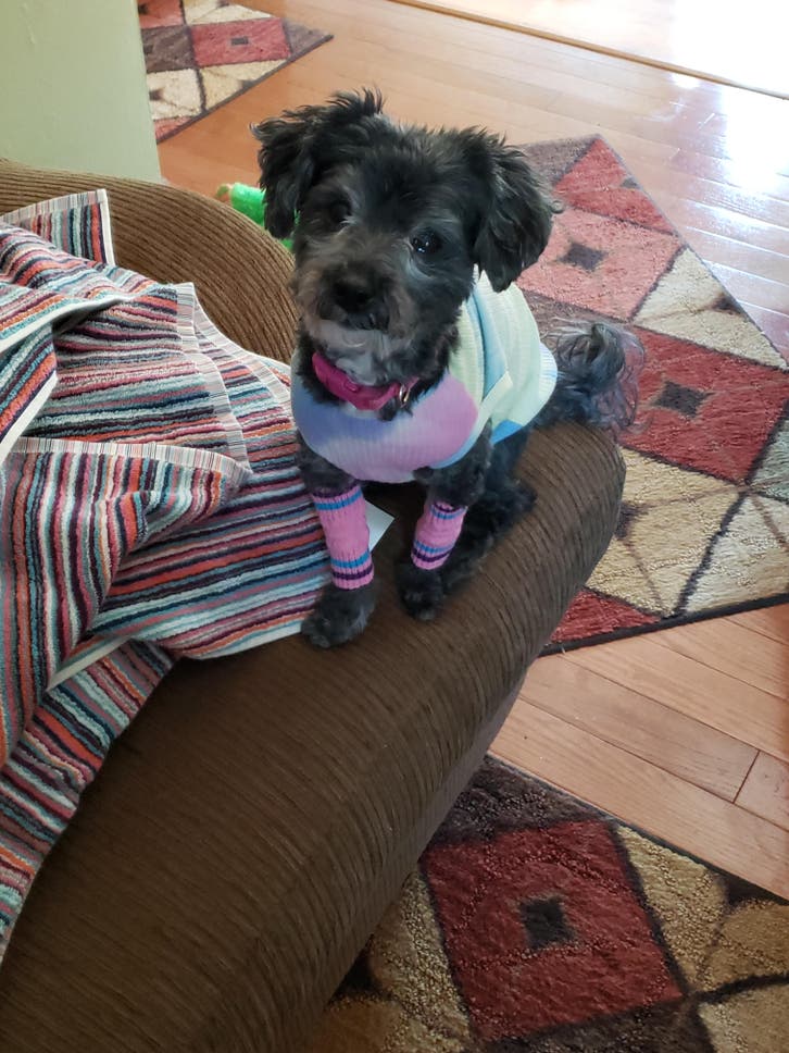 National Dog Day 2022: Illinois Pups Strut Their Stuff | Across ...