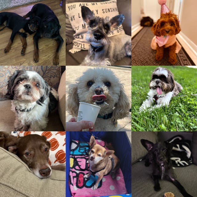 Peep These Precious Il Pups For National Dog Day 2023 Across Illinois