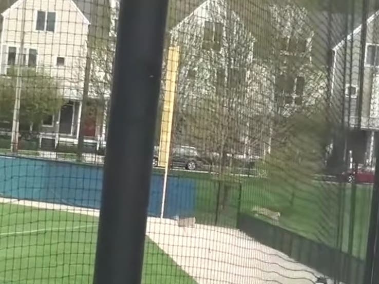 'A Deer Timeout On The Field' During Brandeis Baseball Game | Waltham ...