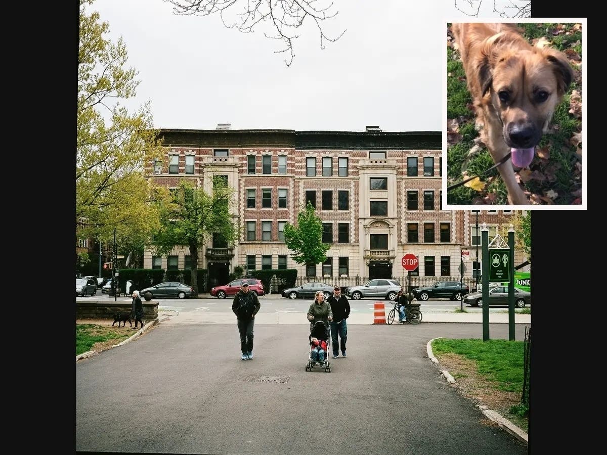 Park Slope Top Cop MIA In Dog Death Investigation, Officer Tells Times ...