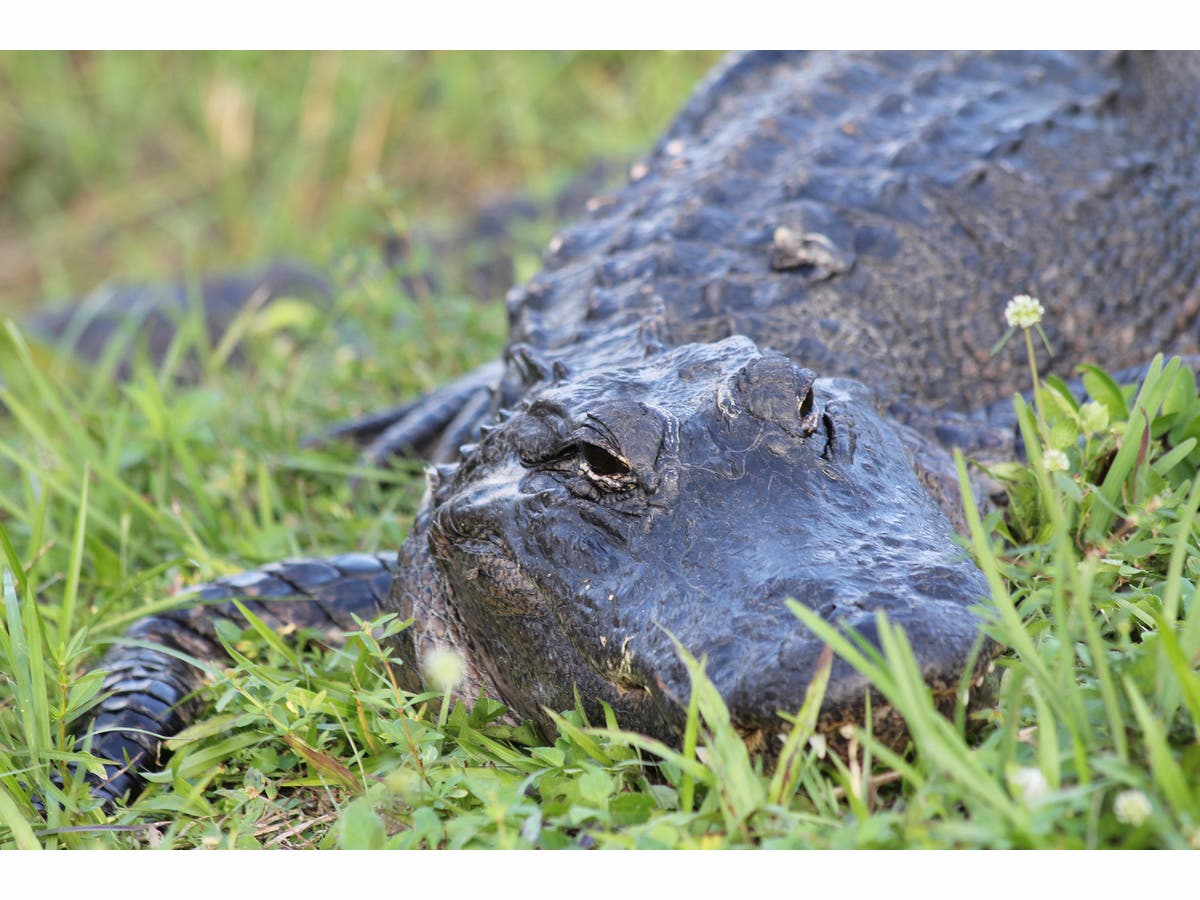 10-Foot Alligator Roped, Wrangled Off Hawkins Ranch | Dallas, TX Patch