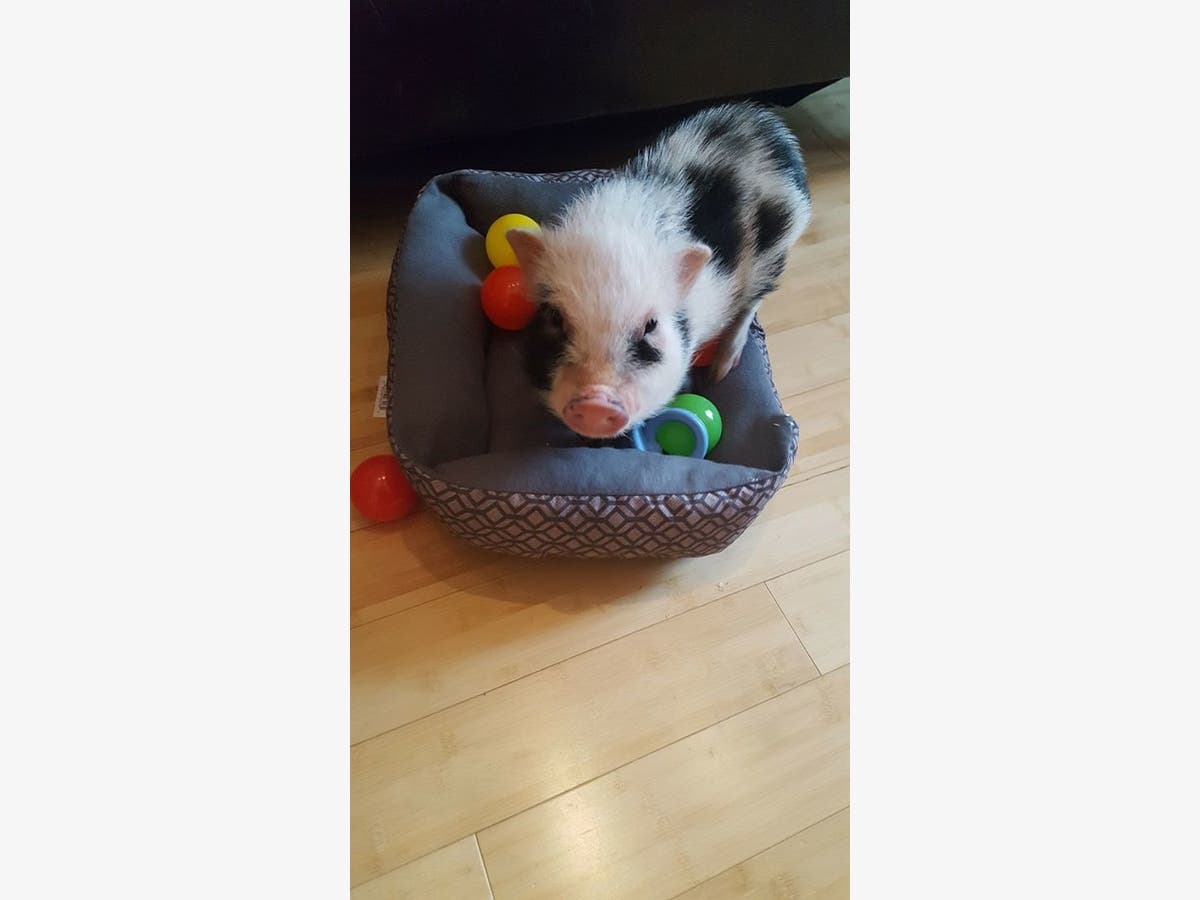 Cleveland Cops Investigating Theft Of 15-Pound Pig Named 'Spam ...
